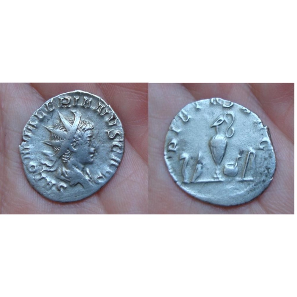 Saloninus - zeldzame Caesar! PIETAS (1029) - PIETAS | RomanCoinShop.com